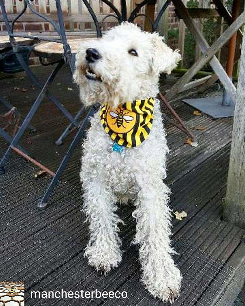 Manchester Bee Company Collaboration