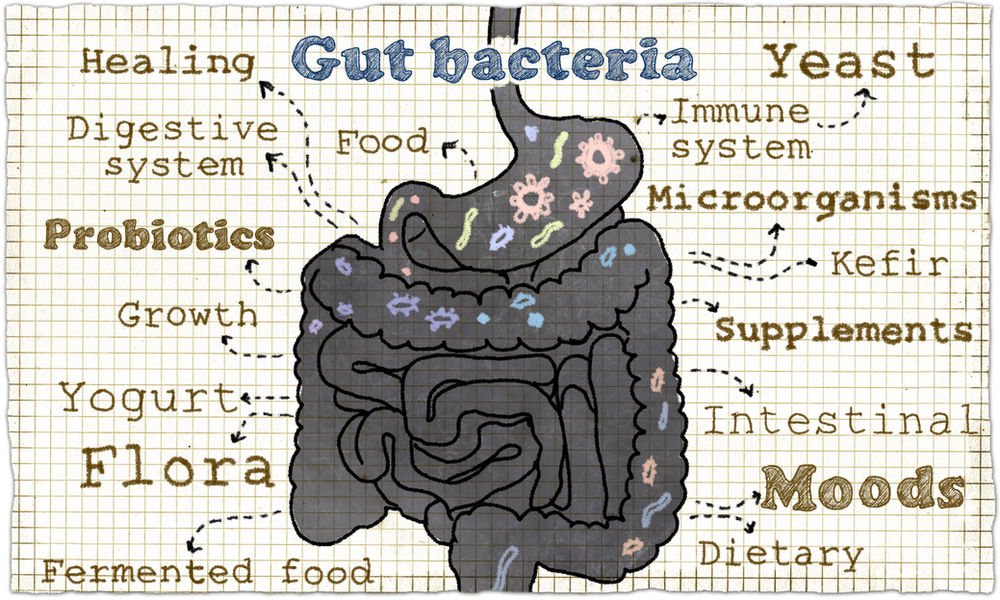 Gut Health | Crafty Pickle Co. | Science of Fermented Foods & Gut ...