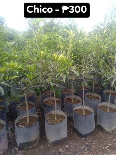 Chico | PT Plant Nursery