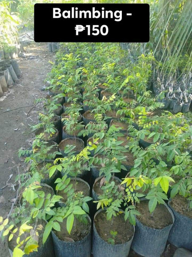 Balimbing | PT Plant Nursery