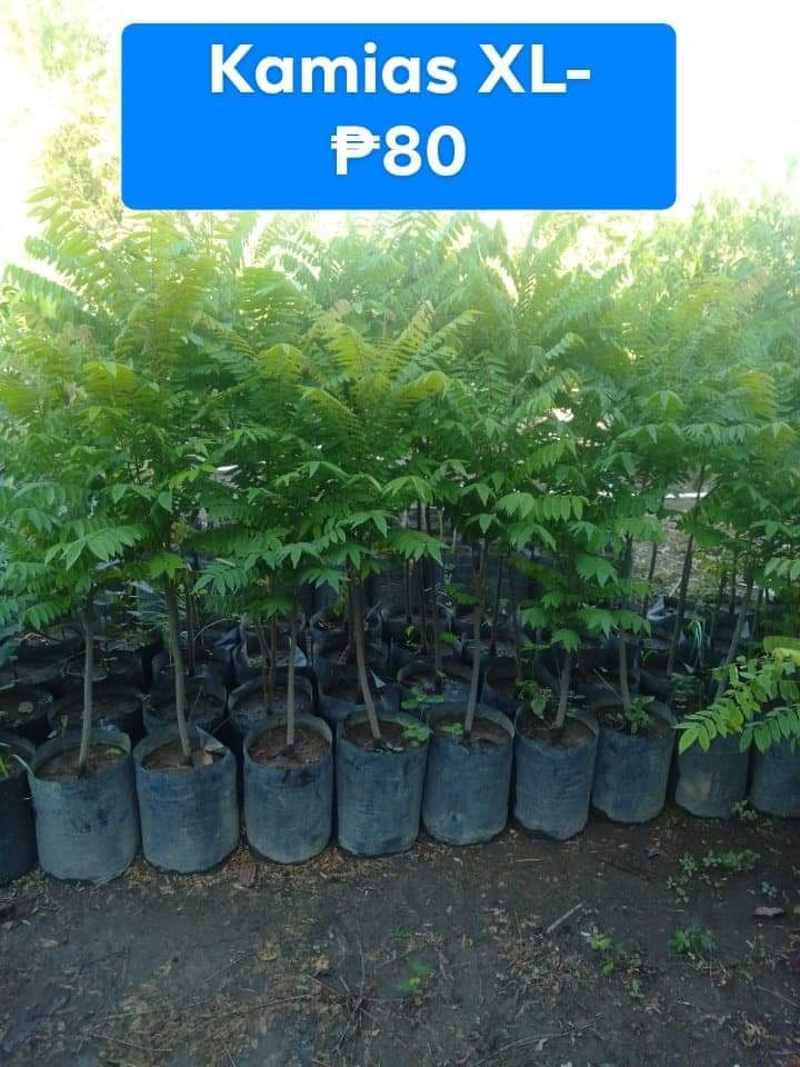 Kamias | PT Plant Nursery