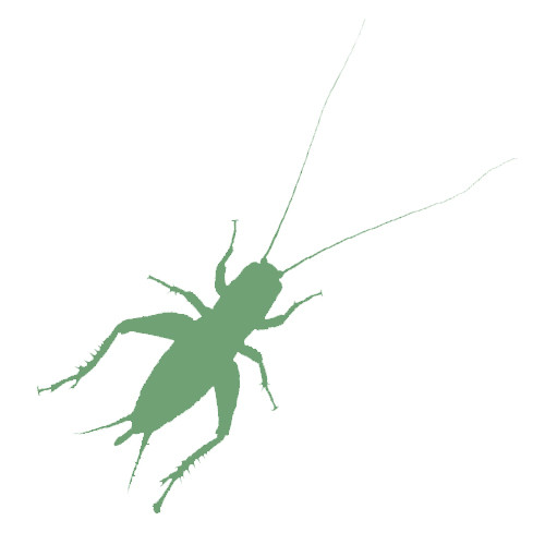 Silent Crickets Pre-pack Large | Birmingham Reptiles