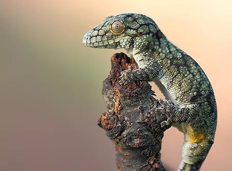 Care Guides | Birmingham Reptiles And Pets | England