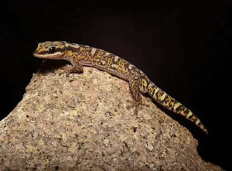 Care Guides | Birmingham Reptiles And Pets | England