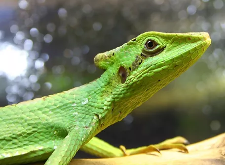 Care Guides | Birmingham Reptiles And Pets | England