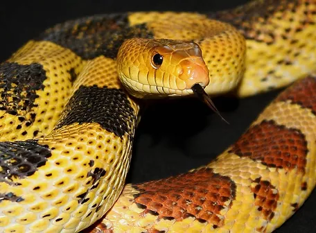 Care Guides | Birmingham Reptiles And Pets | England