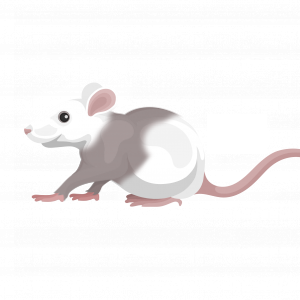 Multimammate Mice 5XL | Birmingham Reptiles