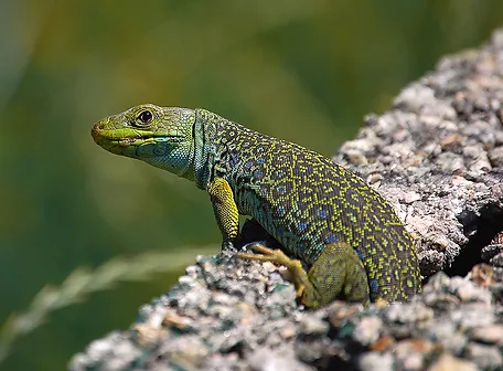 Care Guides | Birmingham Reptiles And Pets | England