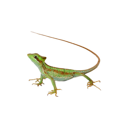 Conehead Lizard | Birmingham Reptiles