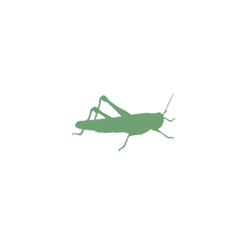 Locusts Pre-pack Medium | Birmingham Reptiles