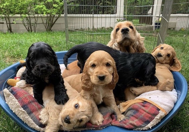 Cocker Spaniel | Criadero Imperial Pets | Medellín - Colombia
