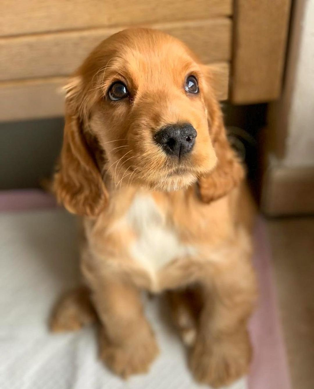 Cocker Spaniel | Criadero Imperial Pets Colombia