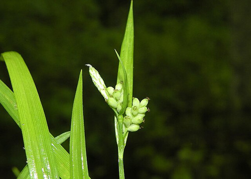Carex blanda - Common Wood Sedge | www.earthrevival.ca