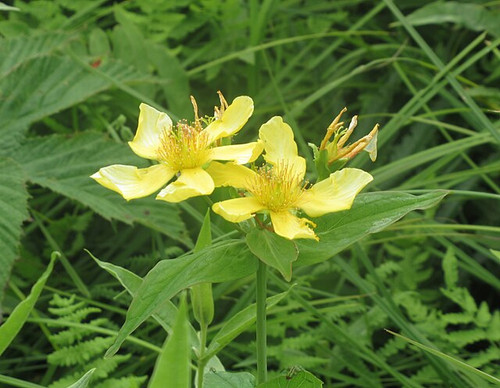 Hypericum pyramidatum - Great St. John's Wort | www.earthrevival.ca