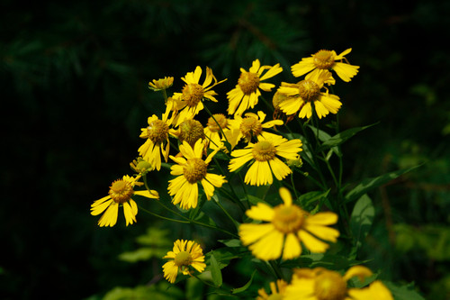 Helenium autumnale - Helens Flower | www.earthrevival.ca