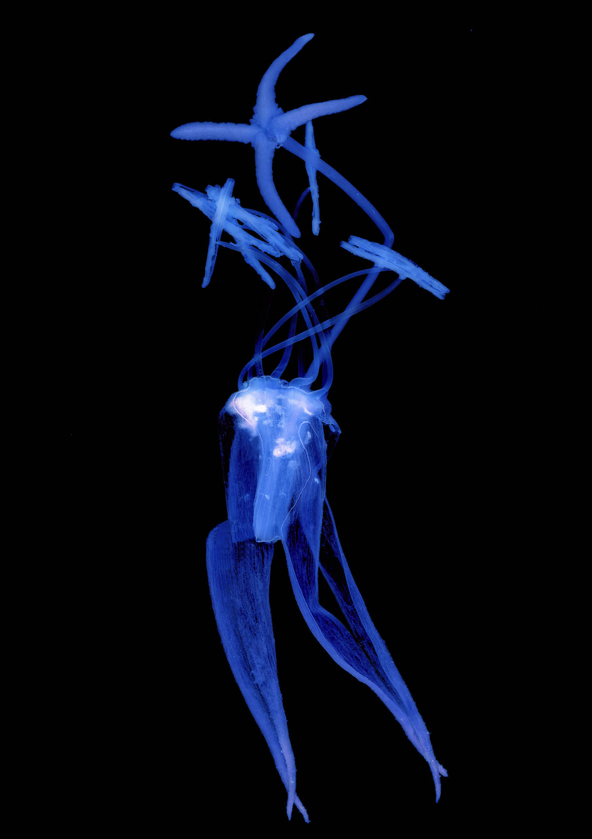 Yoichiro Nishimura | Blue Flower