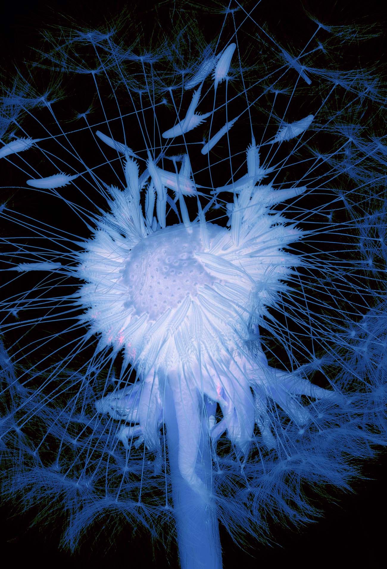 Yoichiro Nishimura | Blue Flower