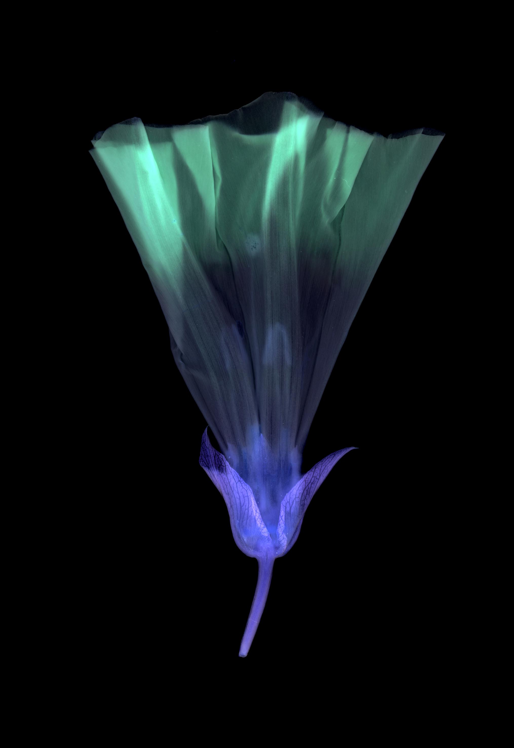 Yoichiro Nishimura | Blue Flower