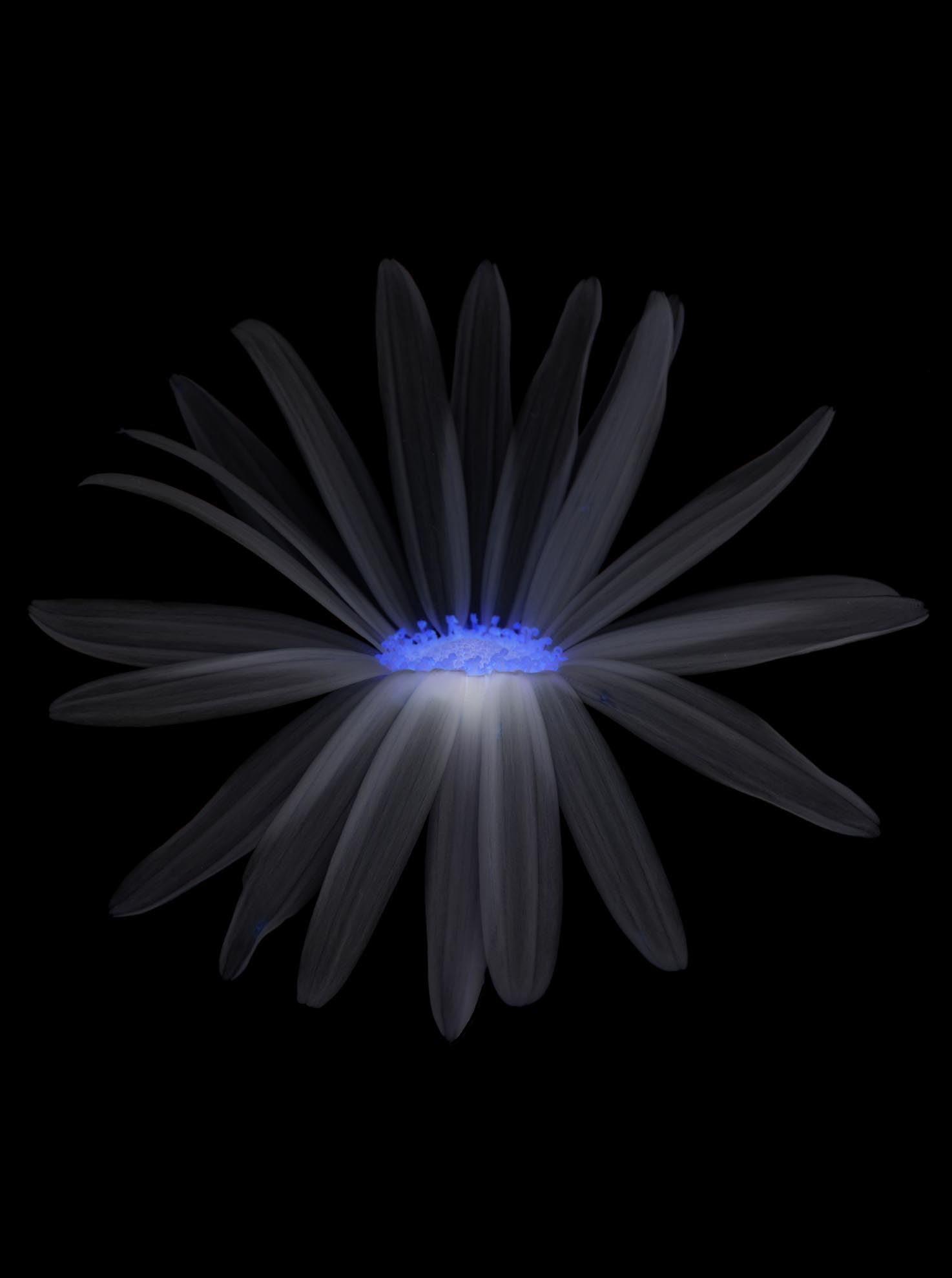 Yoichiro Nishimura | Blue Flower