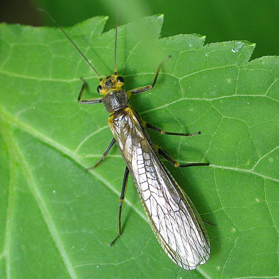Common Aquatic Invertebrates in the Spring Creek Watershed