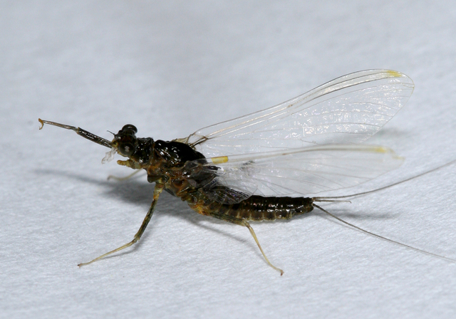 Common Aquatic Invertebrates in the Spring Creek Watershed