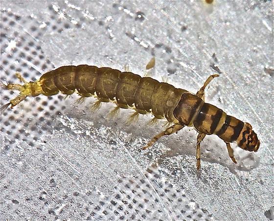 Common Aquatic Invertebrates in the Spring Creek Watershed