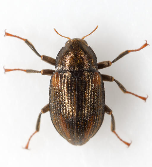 Common Aquatic Invertebrates in the Spring Creek Watershed