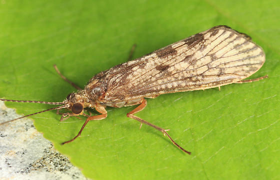 Common Aquatic Invertebrates in the Spring Creek Watershed