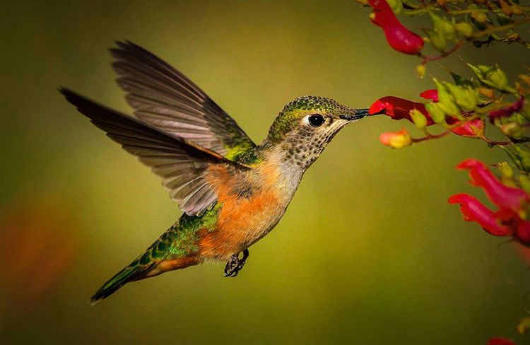 The Hummingbird and the Dragonfly