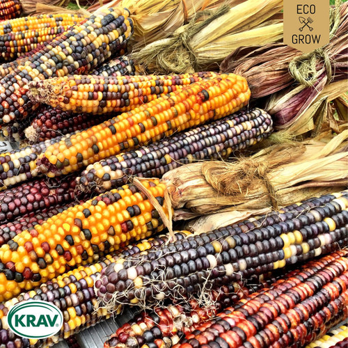 KÖP POPCORNMAJS - GLASS GEM - MAJSFRÖN FRÖN ONLINE