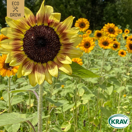 KÖP SOLROS - SUNSET MIX FRÖN ONLINE