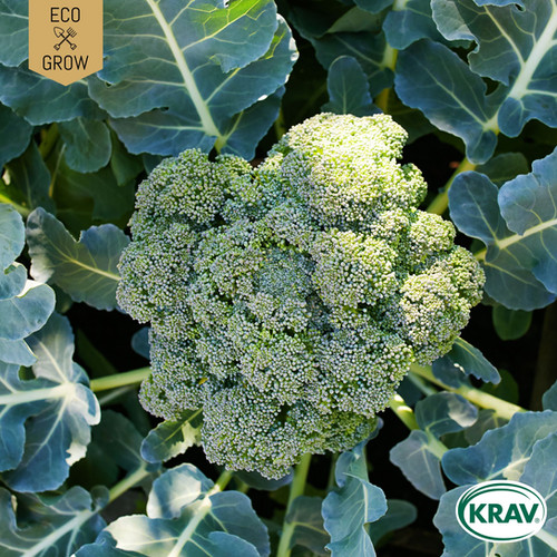 BROCCOLI - Calabrese Natalino | Ekologiska & KRAV-märkta Fröer - Eco Grow
