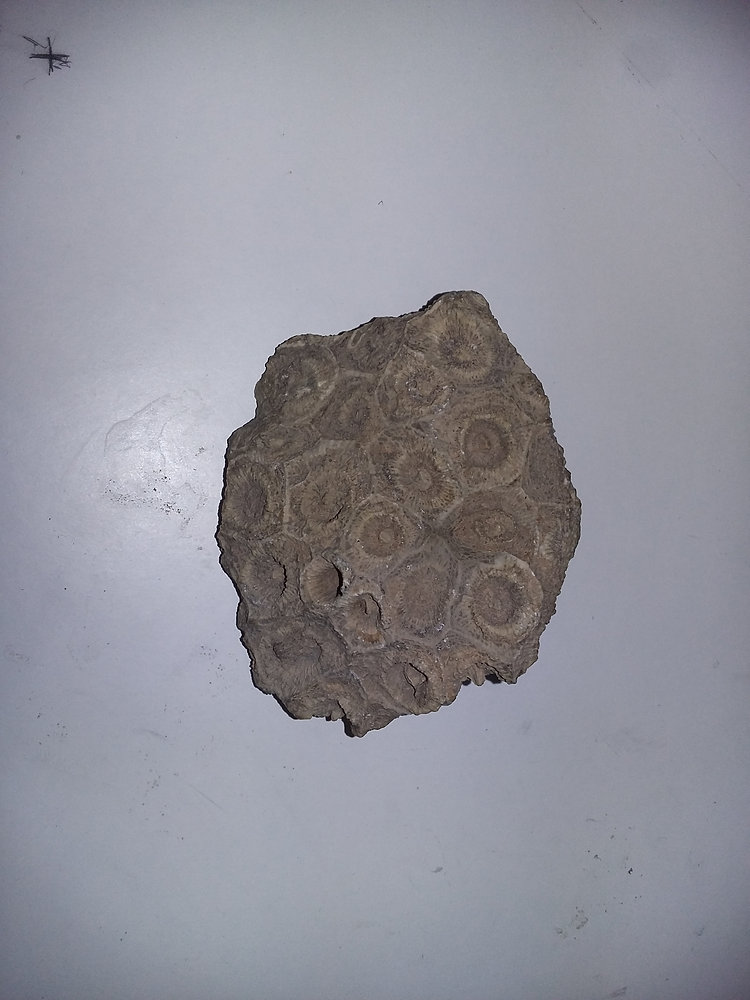 HEXAGONARIA PERICANATA