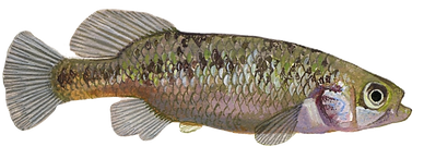 Artículos | Fishark Goodeidae