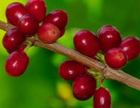 KEFA COFFEE | Origin Coffee LLC