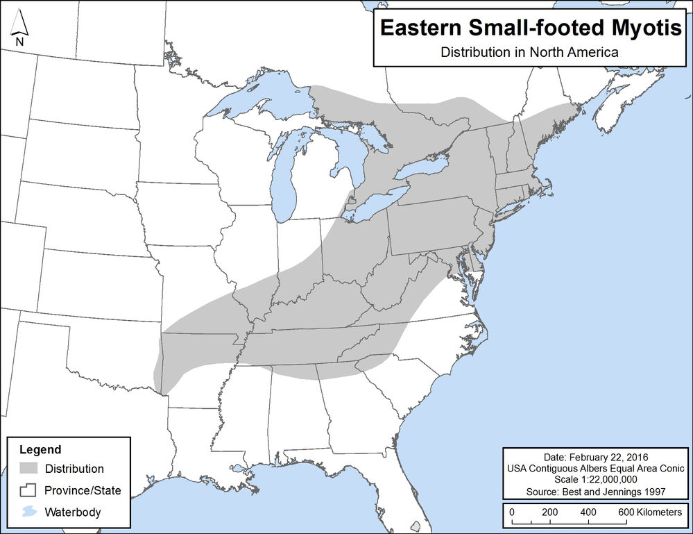 Species Spotlight: Eastern small-footed Bat
