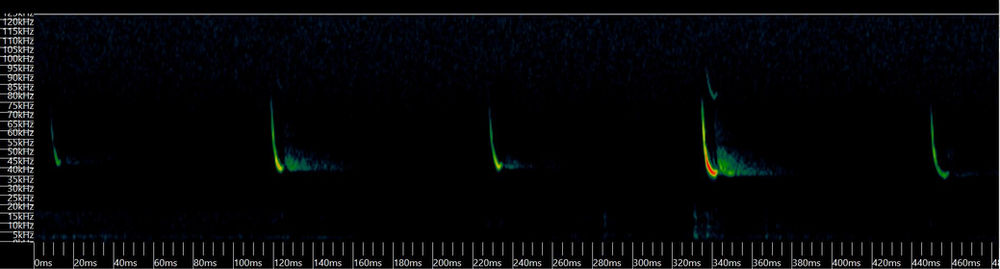 Species Spotlight: Eastern Red Bat