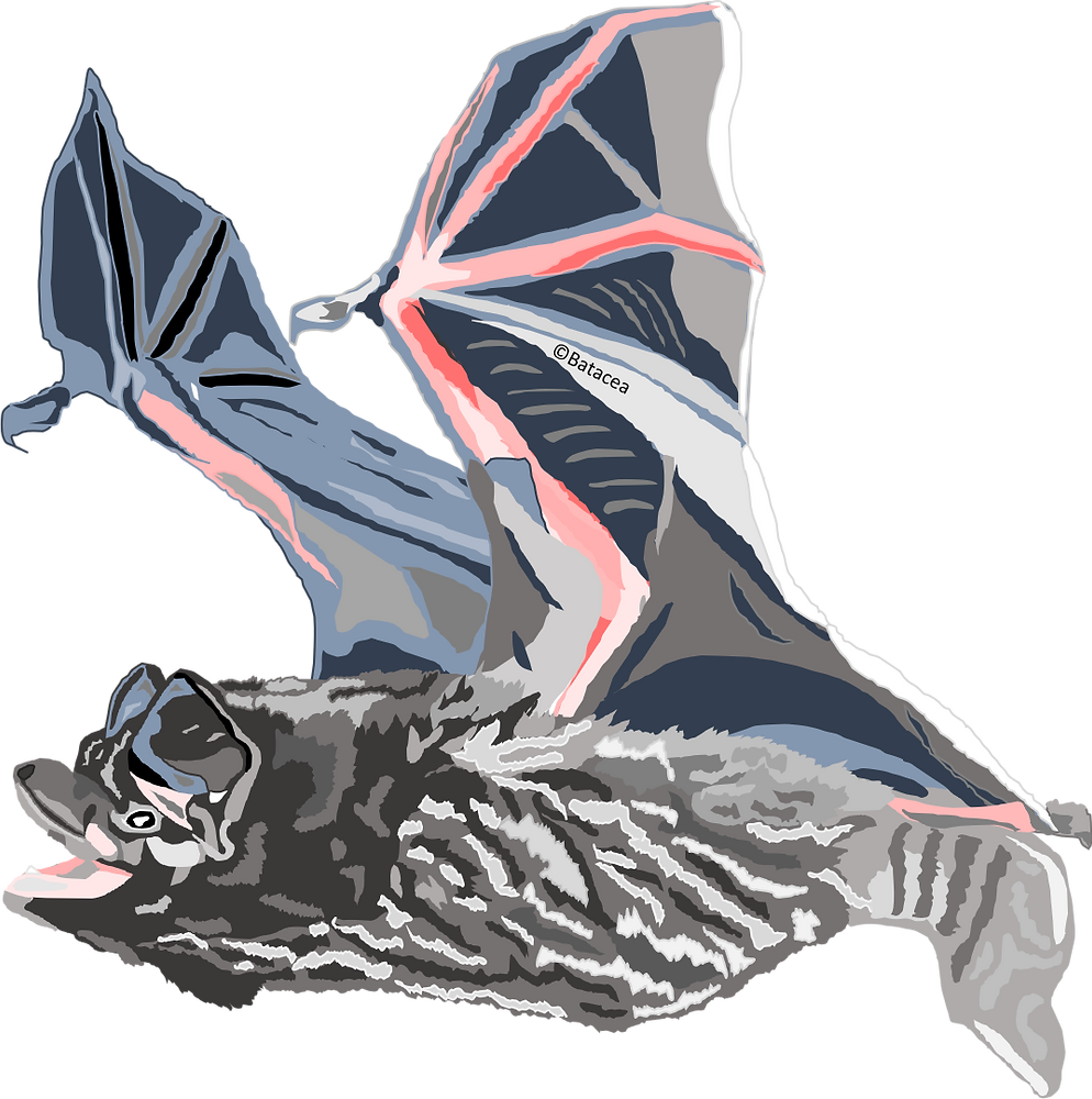 Species Spotlight: Silver-Haired Bat