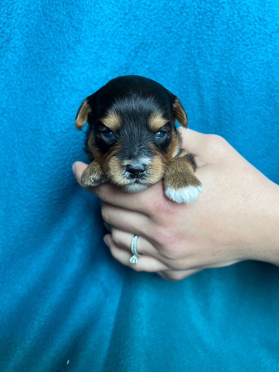 Yorkipoo | Koedam's Puppy Playhouse