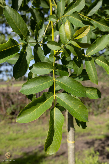Juglans regia - Gewone walnoot