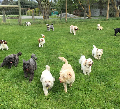 Country Paws boarding kennels