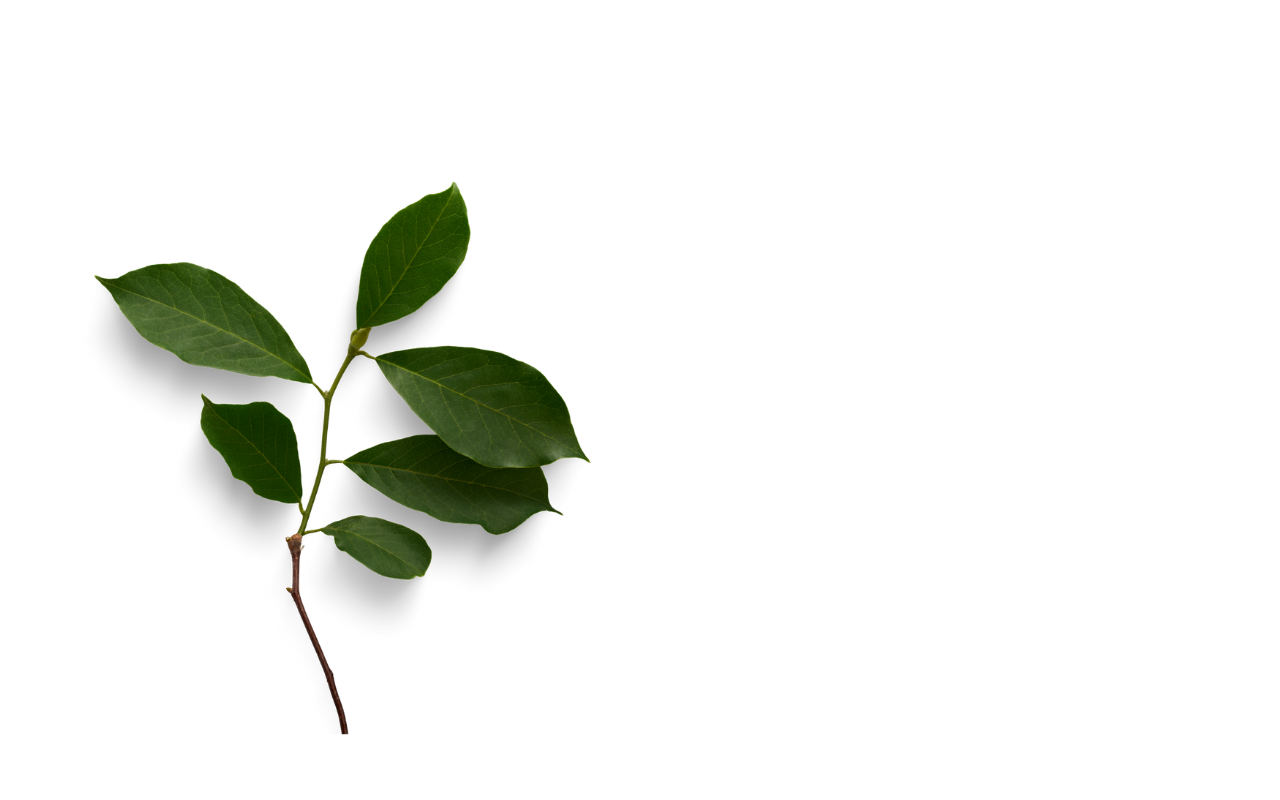 Focusing with Savyon | savyon