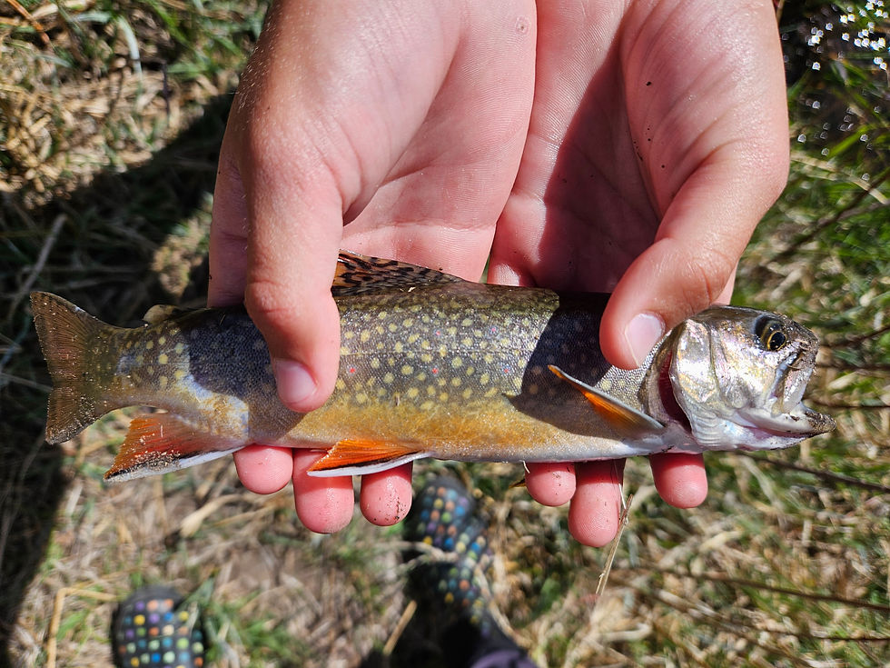 Learn about: Brook Trout!