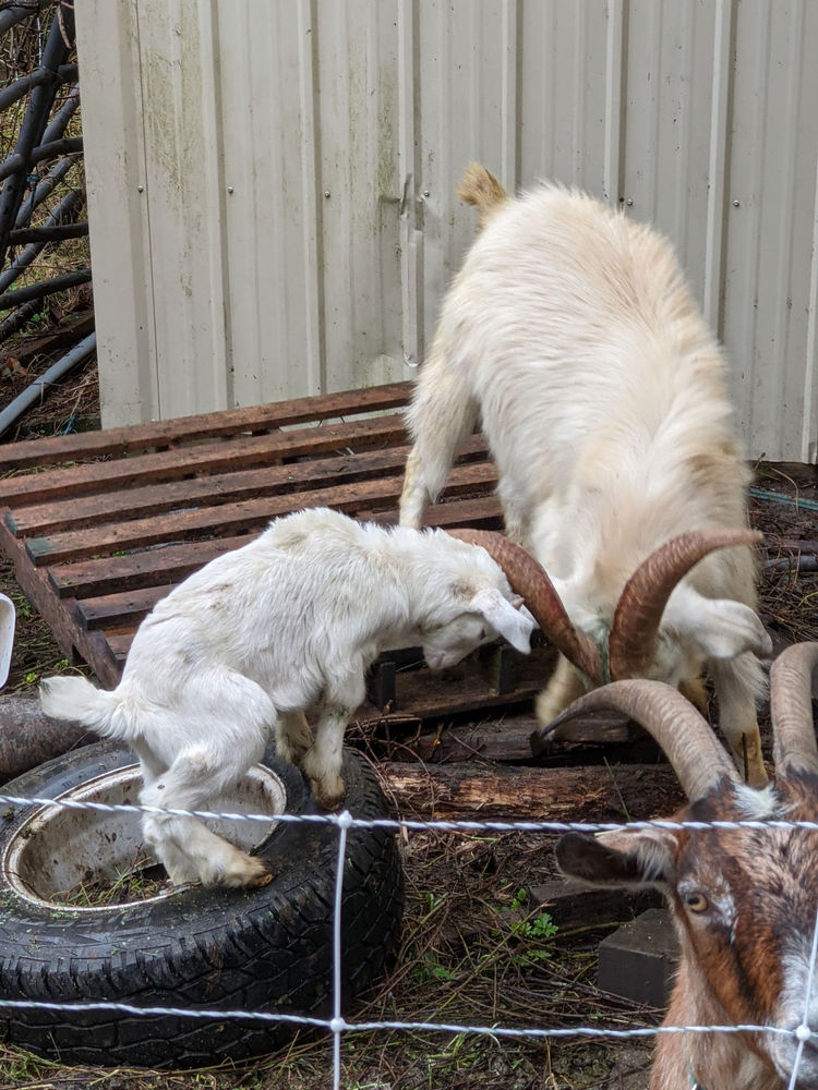 Little Buckling is GROWING!