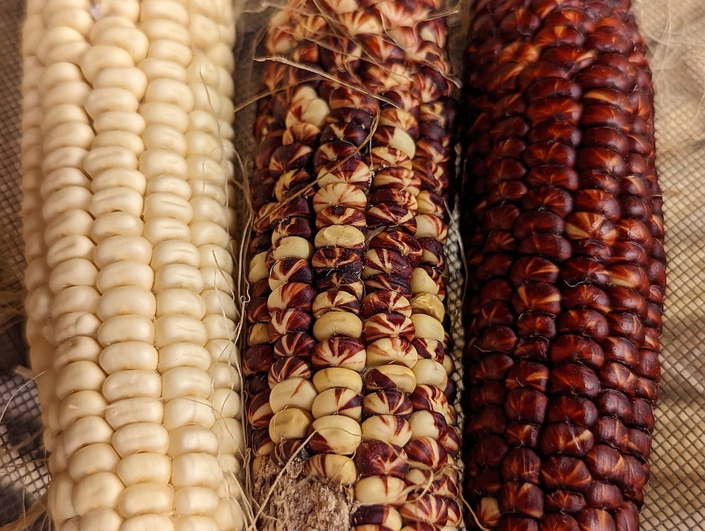 GOOD CITIZENSHIP = GREAT STEWARDSHIP: NATIVE SEED/SEARCH, with ...