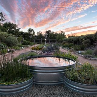 ANDREA DELONG-AMAYA, LADY BIRD JOHNSON WILDFLOWER CENTER: EARTH IN HER ...
