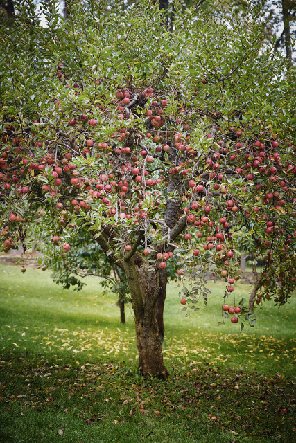 BIRD HAVEN FARM, with JANET MAVEC