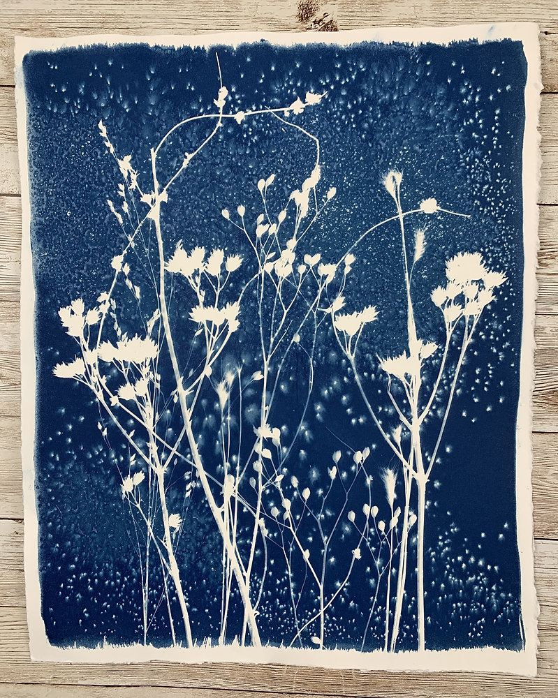 FLORA & FORAGE, and THE SECRET STORIES OF WILDFLOWERS, BLUE RIDGE ...