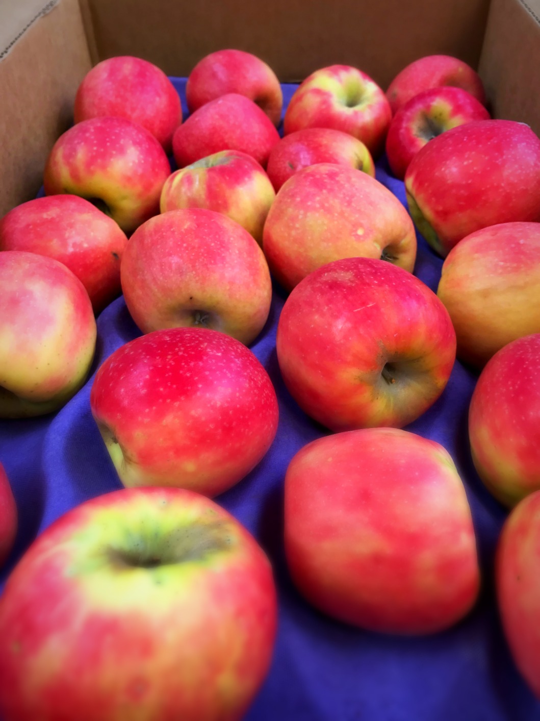 Home | California Fruit Company