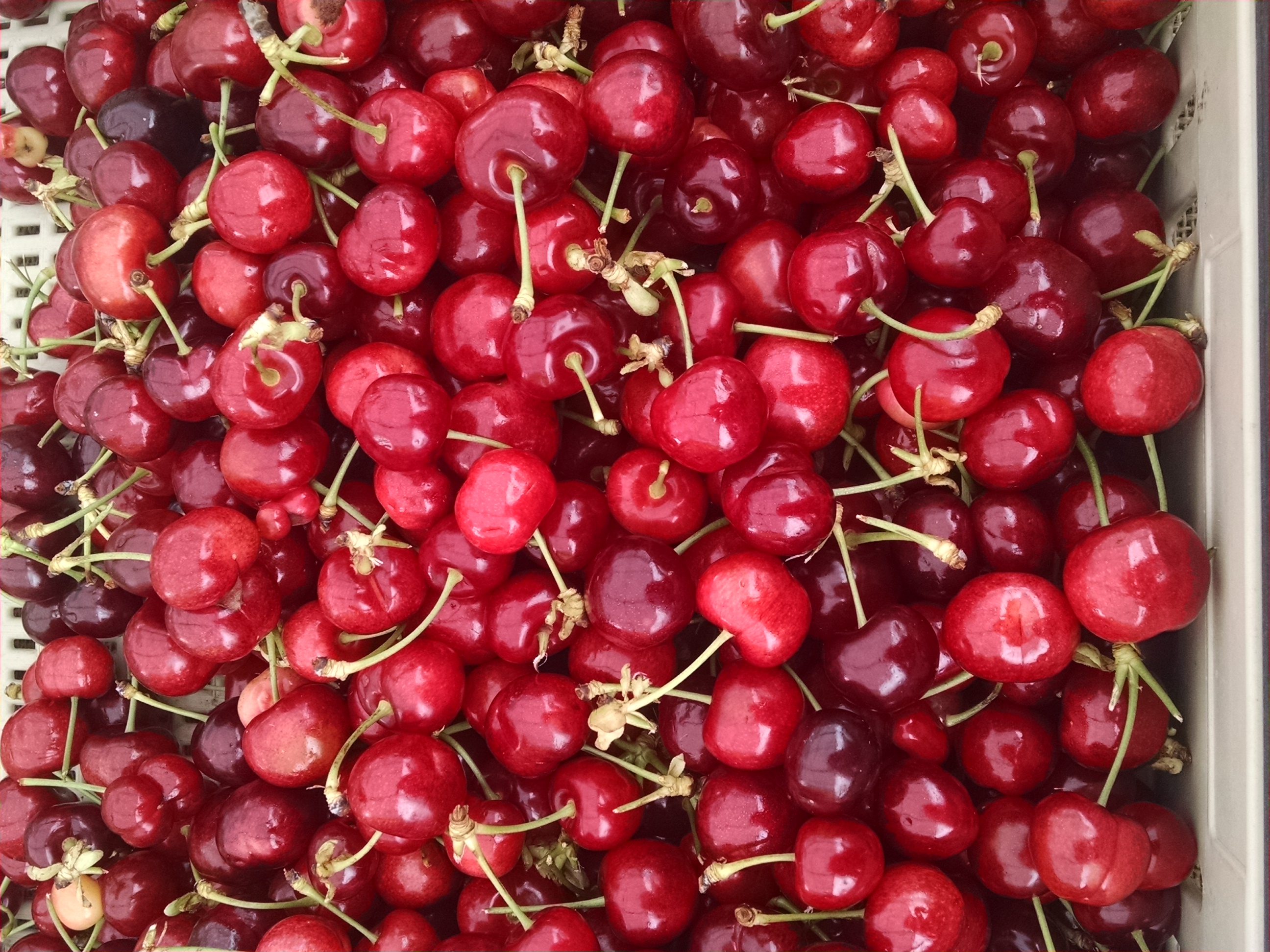 Home | California Fruit Company